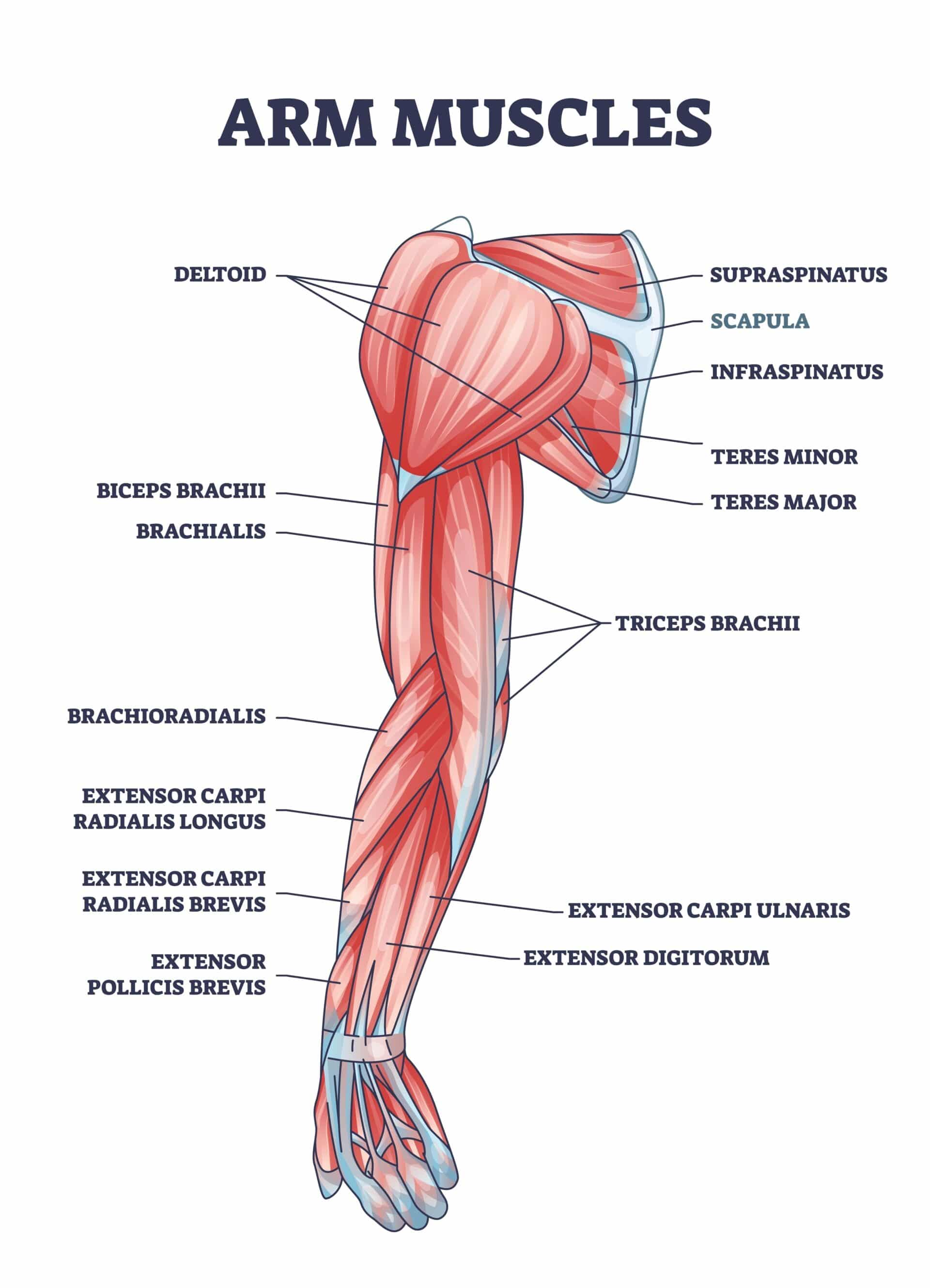 Elbow Pain: Causes, Treatment, and Prevention - Princeton Orthopaedic ...